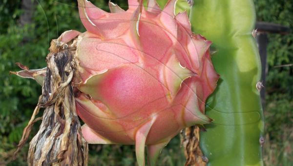 အစိမ်းရောင်လမ်း - နဂါးမောက်စိုက်ပျိုးခြင်း - ဦးကျော်နိုင် (အပိုင်း ၁/၅)